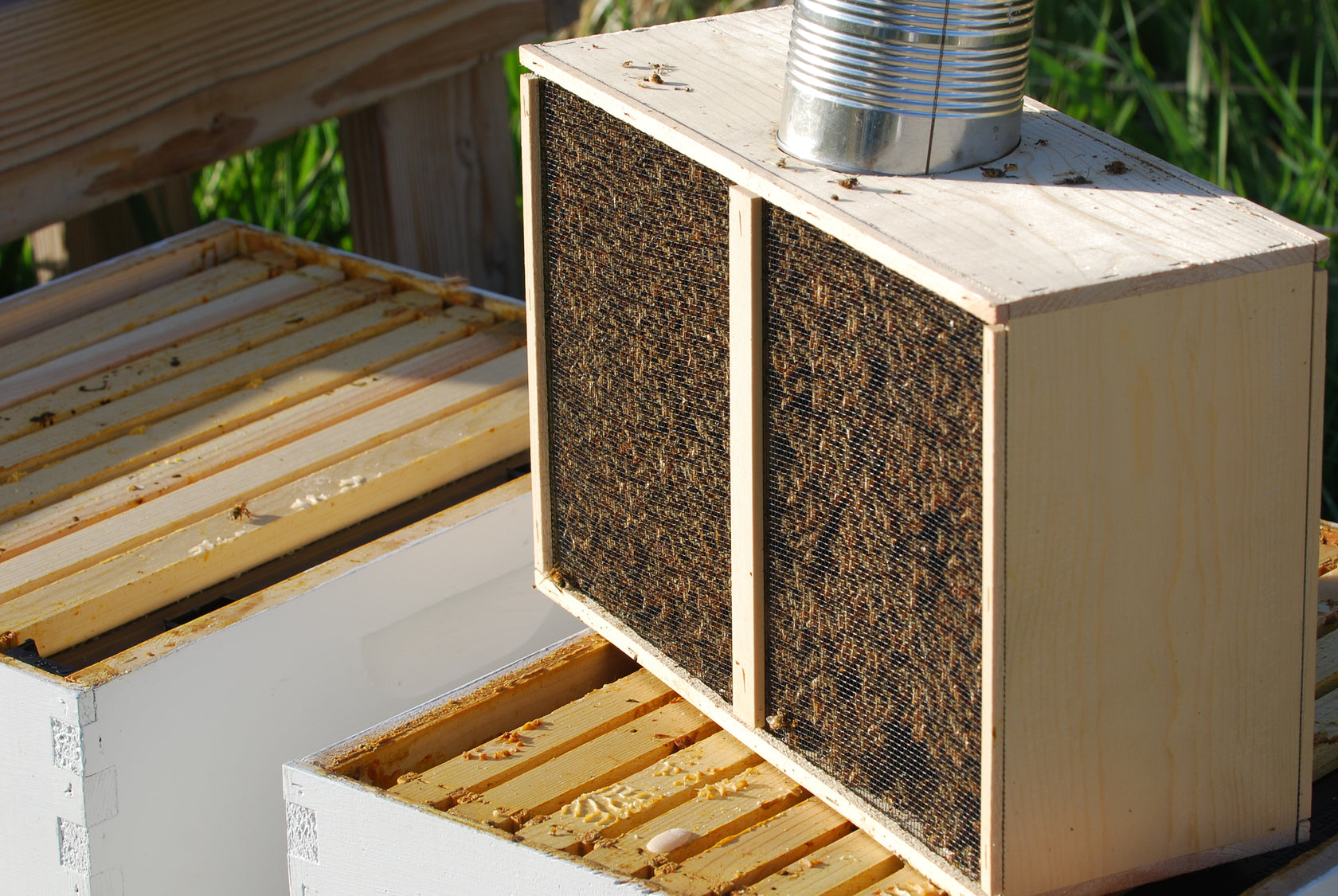3# Package Bees with Weaver Buckfast Queen to be Shipped | R.Weaver ...