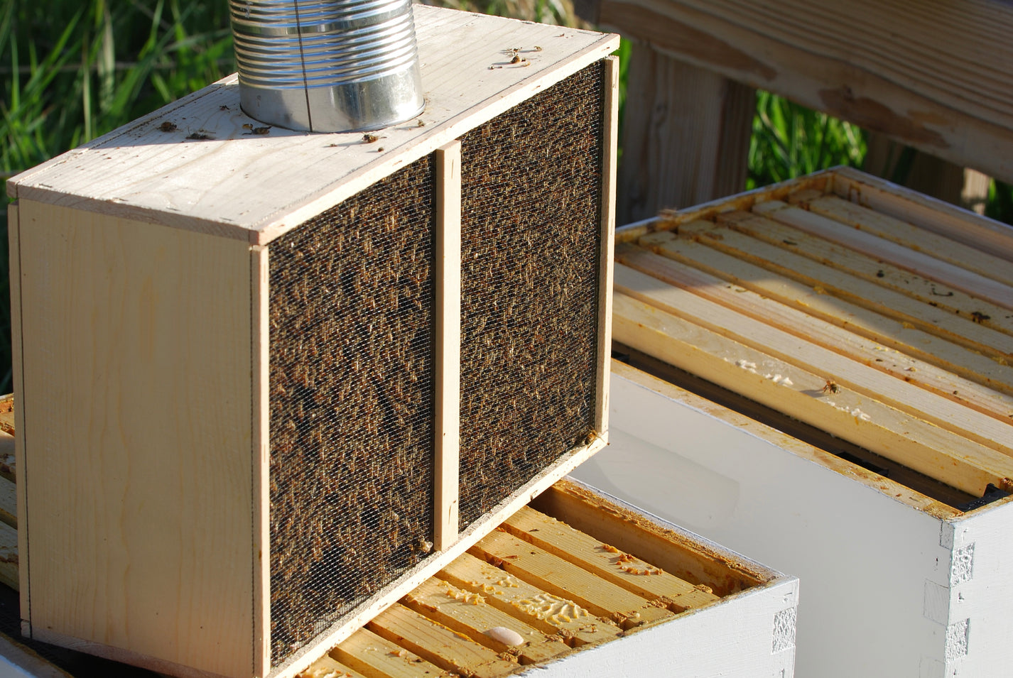 3# Package Bees with Italian Queen (PICK-UP) | R Weaver Apiaries ...
