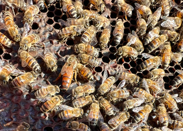 Order Honey Bees | R Weaver Apriaries – R.Weaver Apiaries