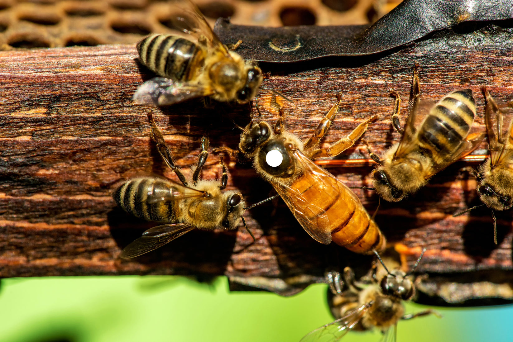 Italian Queens for Shipping | Honey Bees | R.Weaver Apiaries